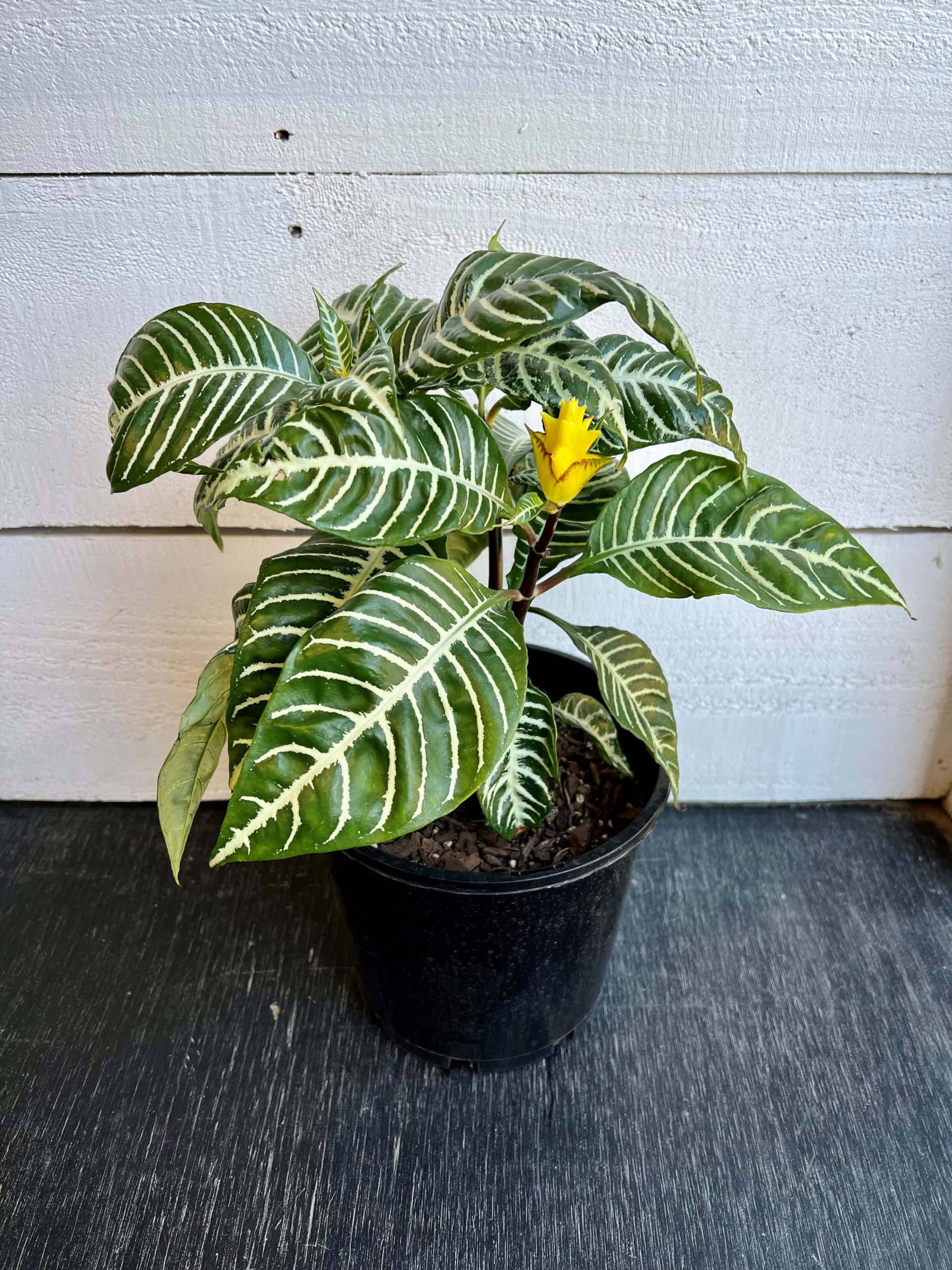 Aphelandra Squarrosa "Zebra Plant" - Landscape Supply Co