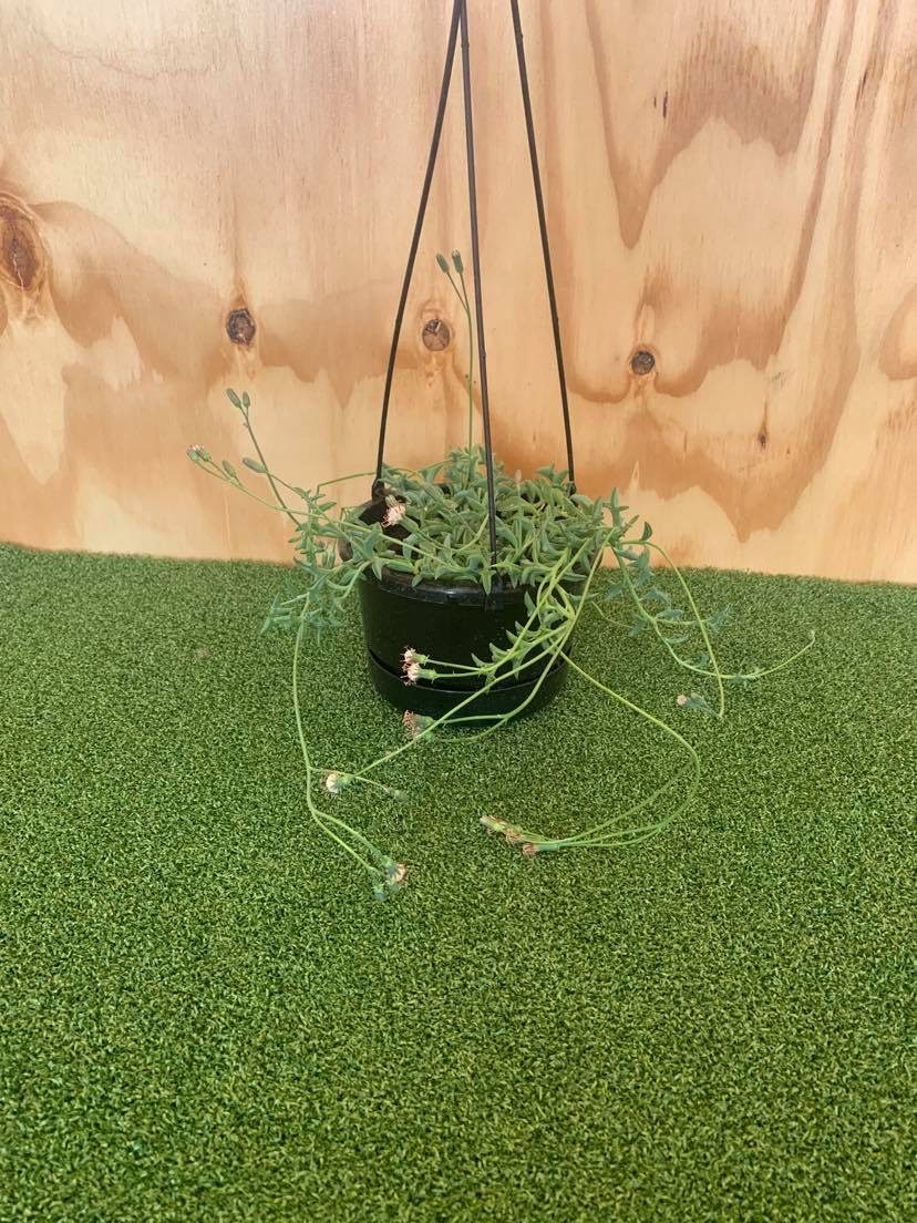 String of Dolphins - Landscape Supply Co
